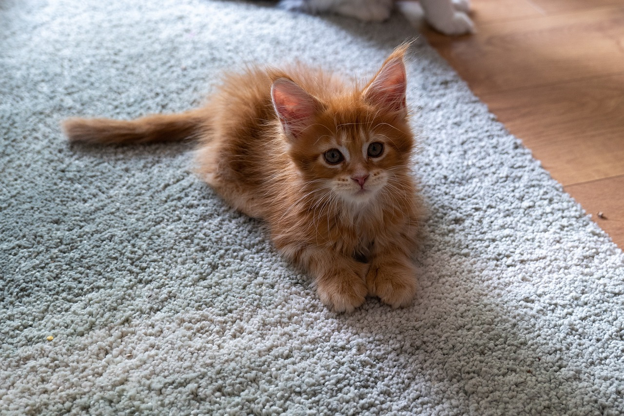 5 astuces pour nettoyer un tapis facilement. 5 astuces pour nettoyer un tapis facilement.